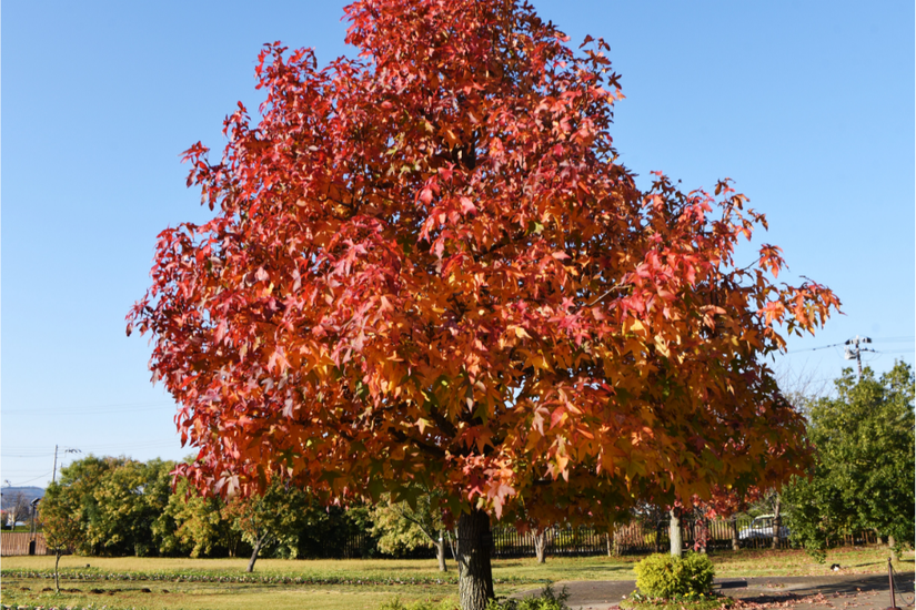 5 Fast-Growing Shade Trees