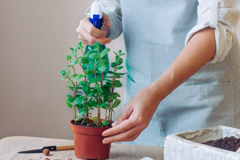 9 Tips For Growing Mint in Pots