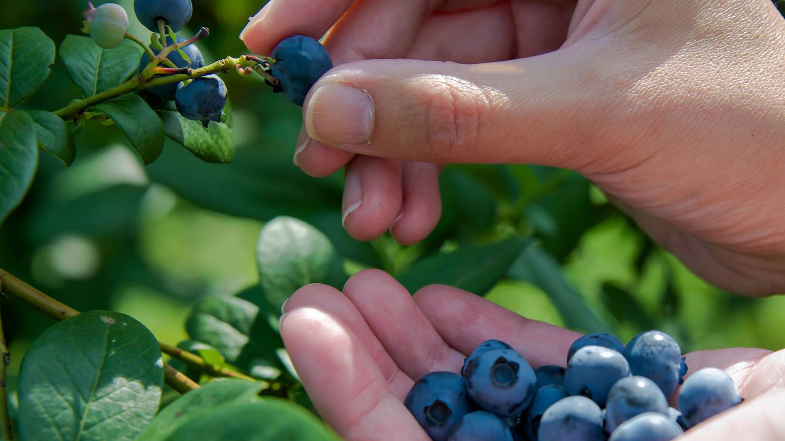 6 Tips for Growing Blueberries in Hanging Baskets
