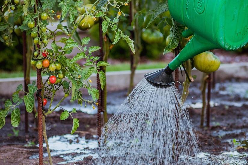 8 Tips For Growing Grape Tomatoes