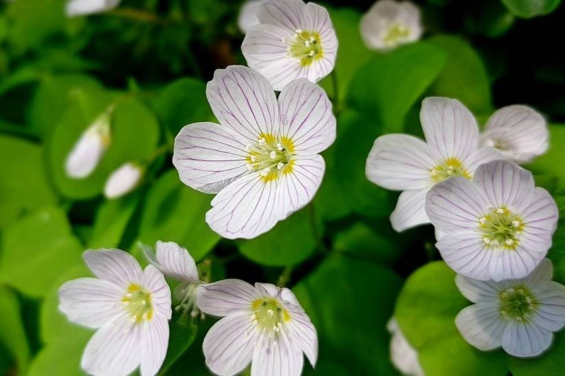 The Best Time to Plant a Clover Lawn