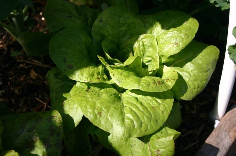 7 Lettuce Growing Problems and How to Fix Them