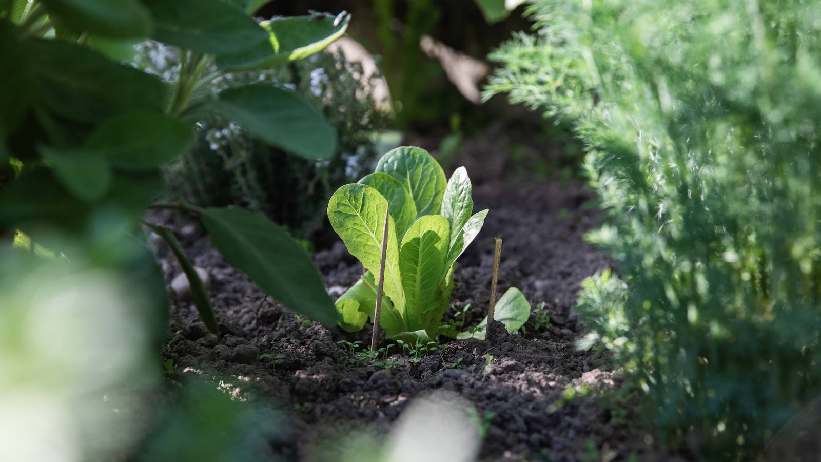 7 Ways to Prevent Your Spinach From Bolting
