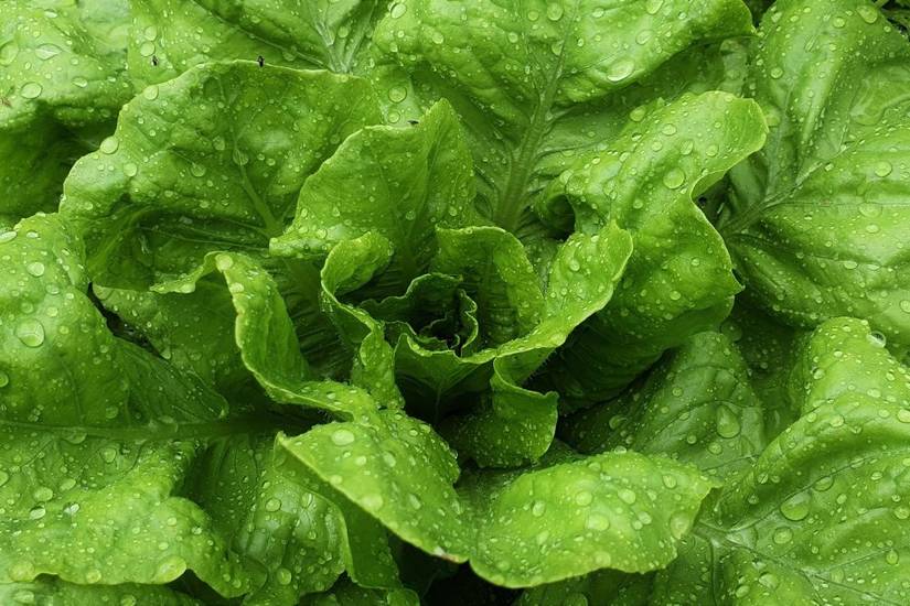 7 Lettuce Growing Problems and How to Fix Them