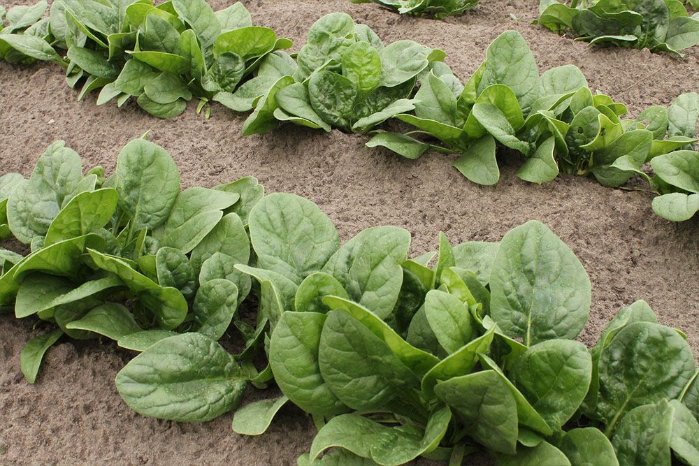 8 Best Organic Fertilizers For Spinach