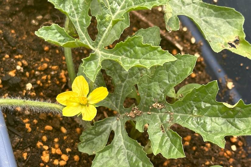 watermelon flower