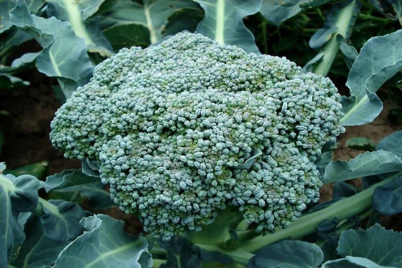 5 Reasons Your Broccoli Isn't Forming a Head