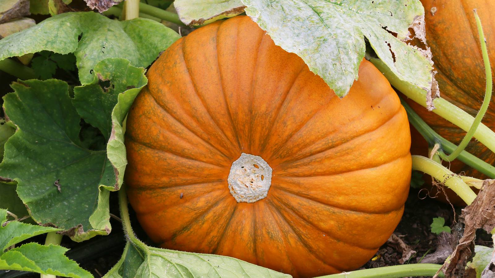 10 Ways to Prevent Rot on Your Pumpkins