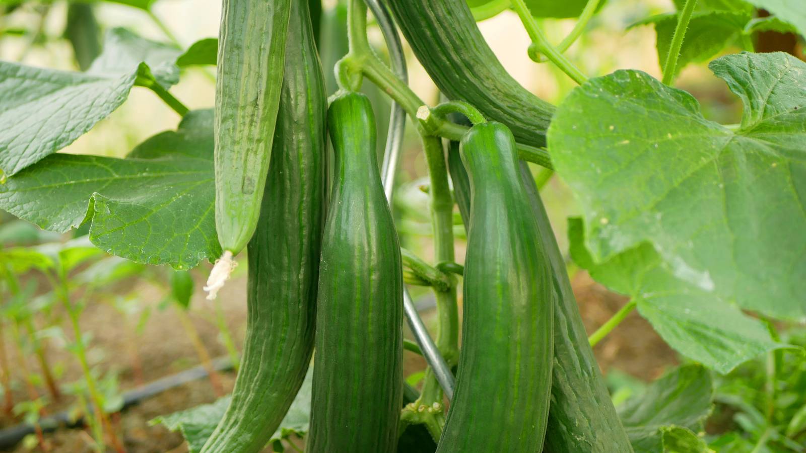6 Tips For Growing English Cucumbers