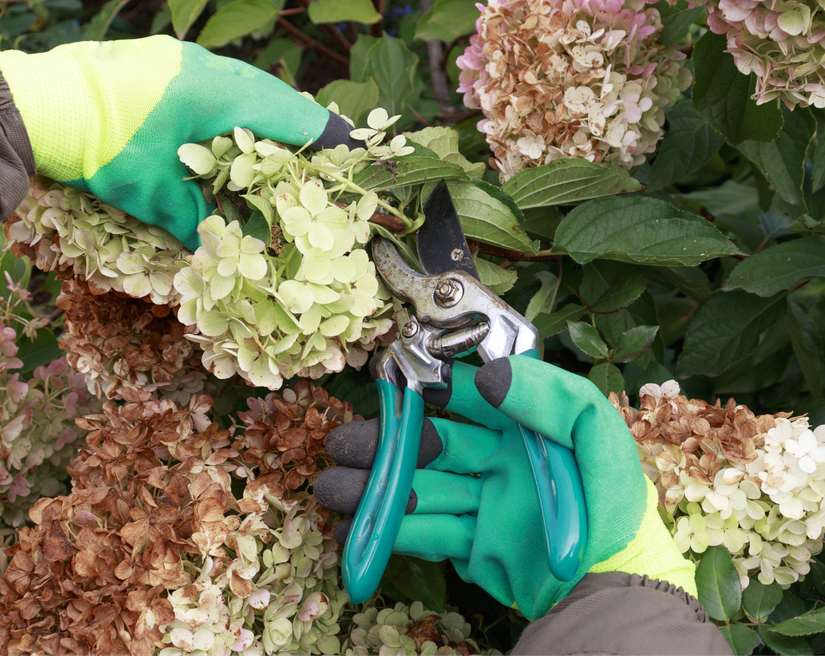 hydrangea paniculata limelight pruning