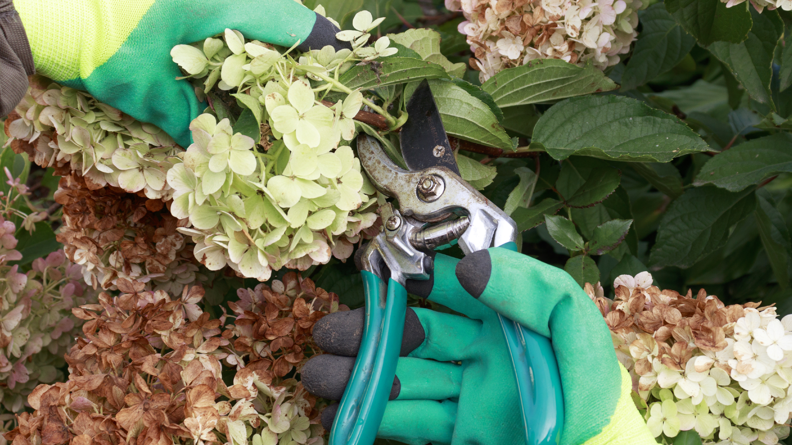 Should You Prune Hydrangeas In The Fall?