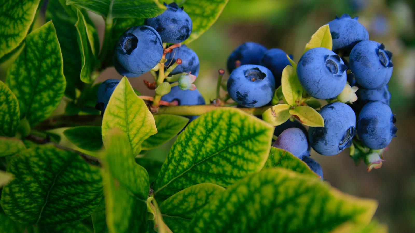 6 Best Companion Plants For Blueberries