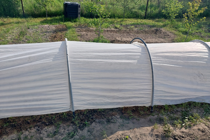 7 Ways to Protect Your Spinach From Cabbage Loopers