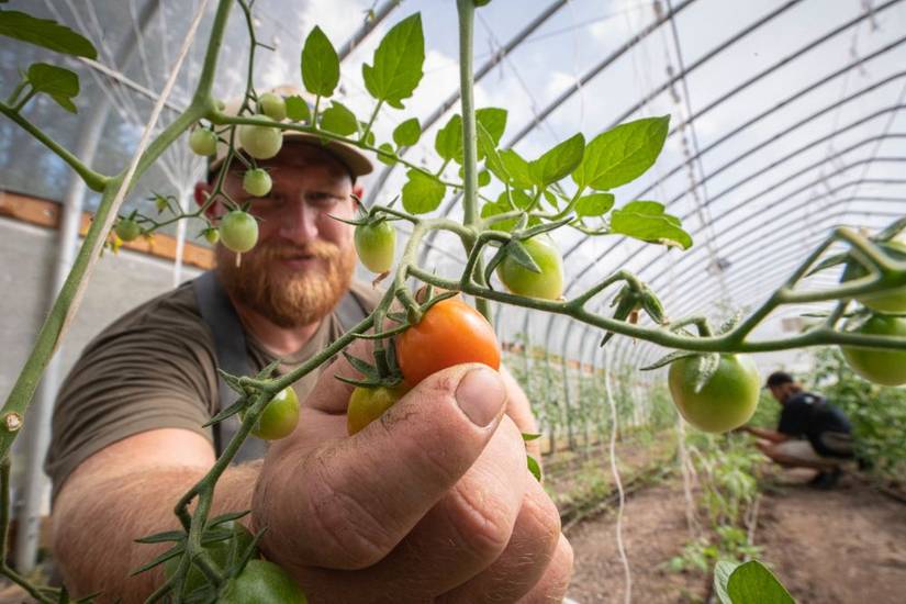 8 Tips For Growing Grape Tomatoes