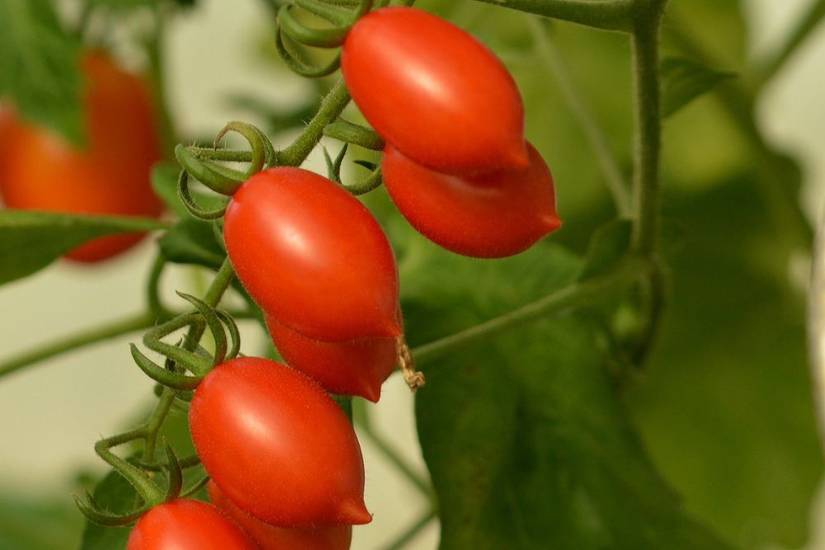 8 Tips For Growing Grape Tomatoes