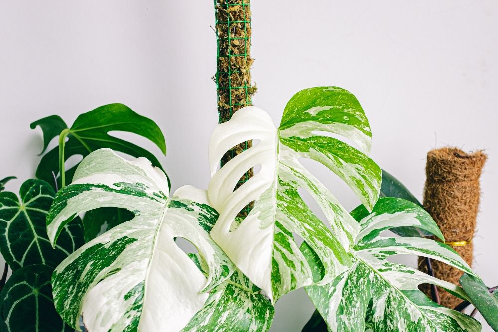 5 Tips for Caring for Your Monstera
