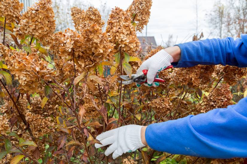 7 Tips For Pruning Oakleaf Hydrangeas