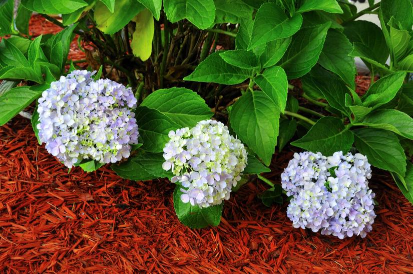 7 Tips to Caring for Your Hydrangeas in the Fall