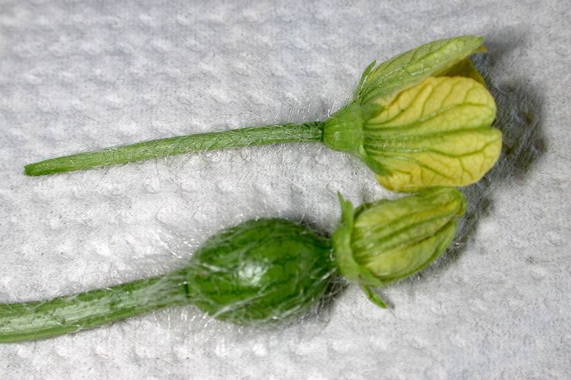 melon flowers