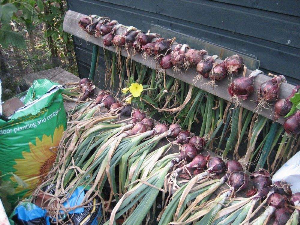 9 Tips For Harvesting Onions