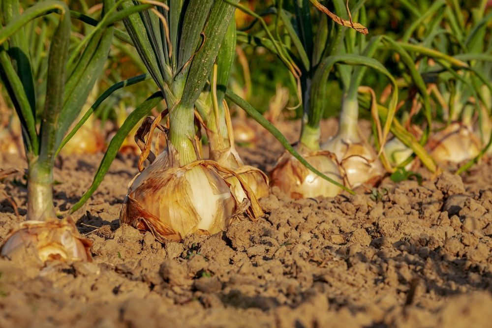 Best Tips for Growing Candy Onions at Home