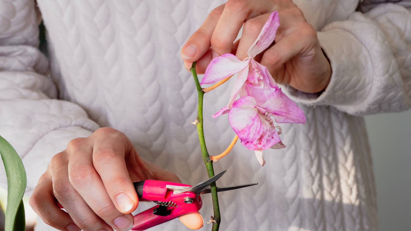 What to Do With Your Orchid After the Blooms Fall Off
