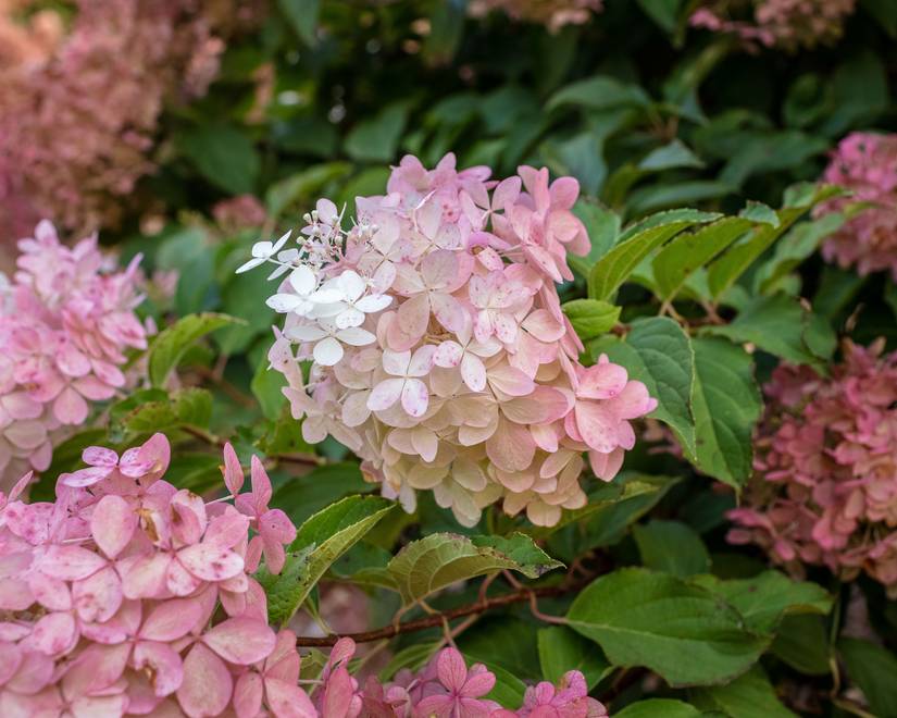 The Best Time to Prune Limelight Hydrangeas