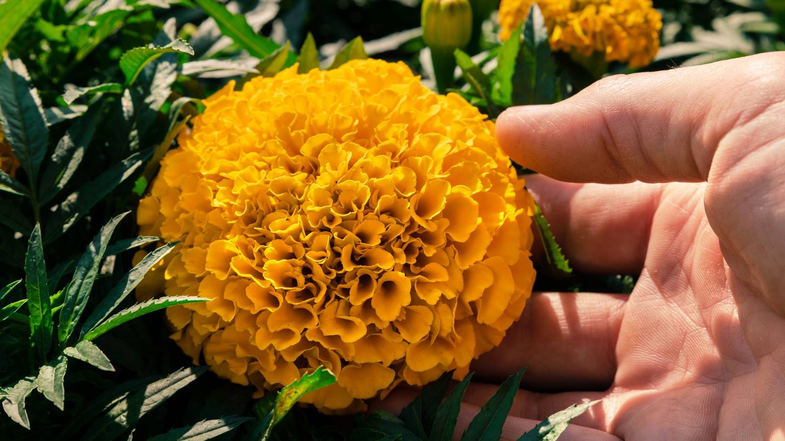 5 Tips For Growing Marigolds in Your Garden