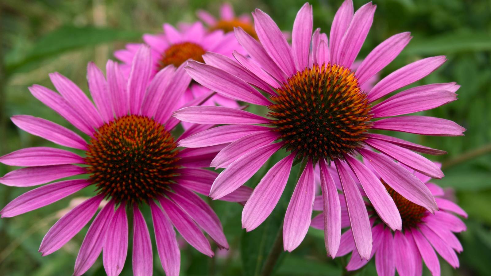 Spring Garden Stars: Top Wildflowers for May Planting