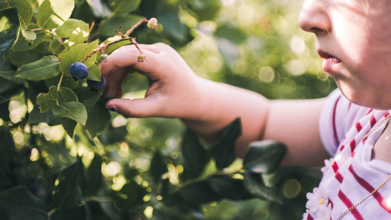 The Best Blueberry Varieties to Grow in Your Home Garden