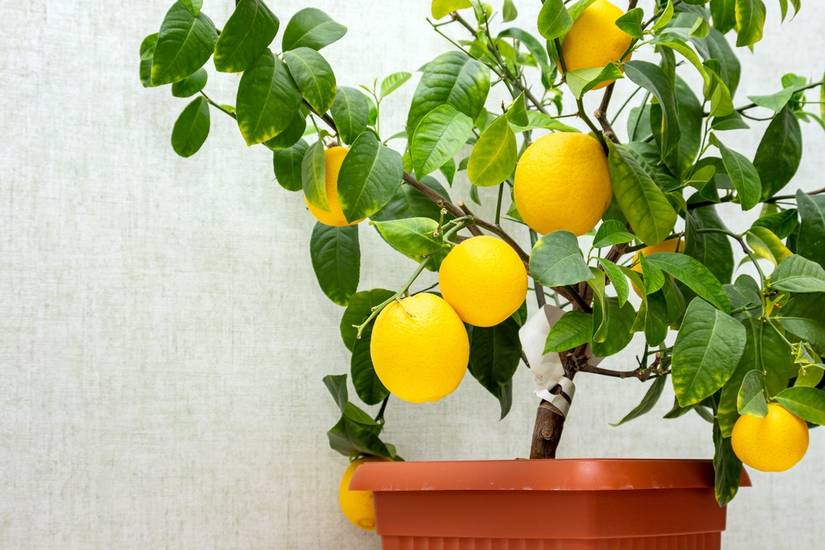 When Will Your Meyer Lemon Tree Bear Fruit