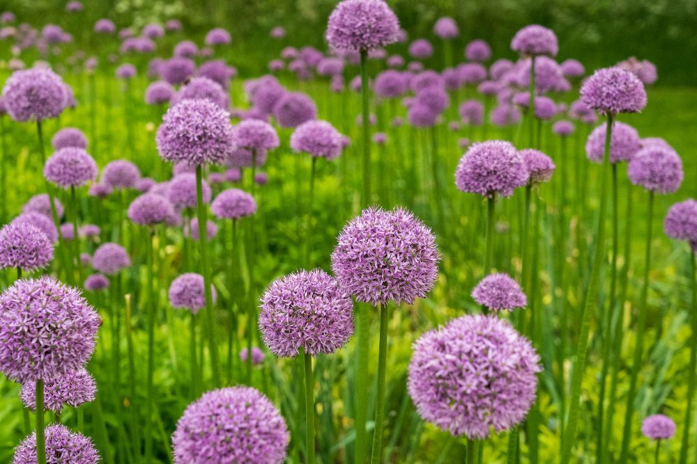 8 Companion Plants For Marigolds