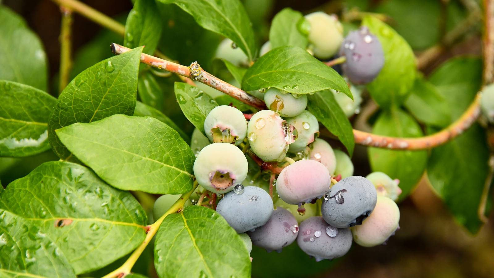How Often to Water Your Blueberries