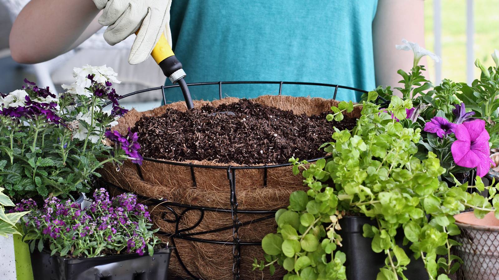 6 Best Spiller Plants For Your Container Garden