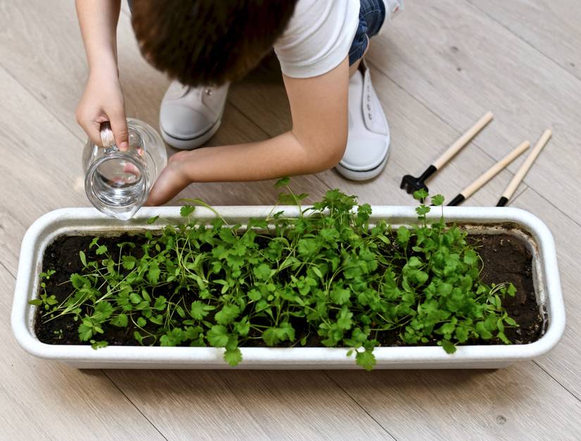 11 Tasty Microgreens To Grow Indoors