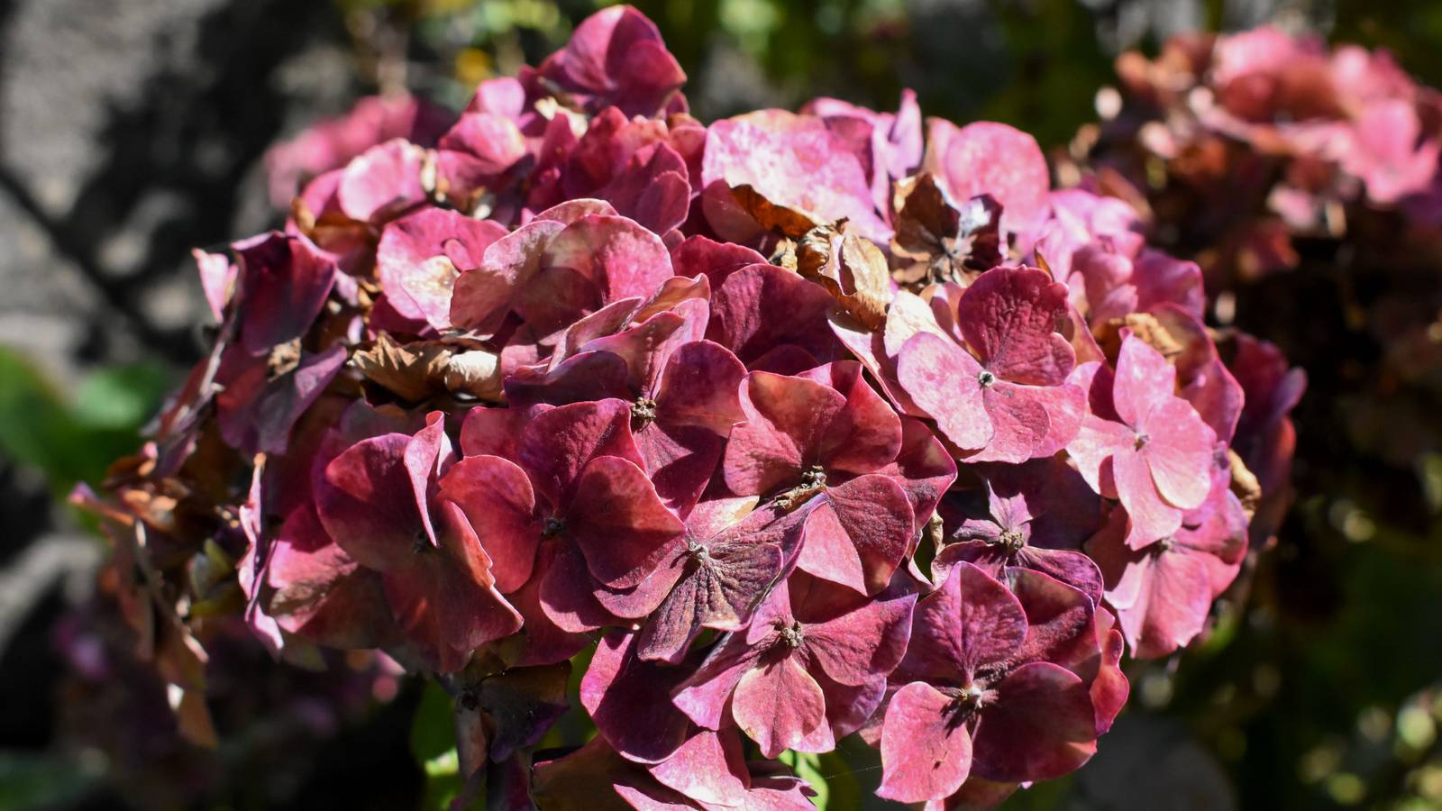 4 Reasons Your Hydrangeas Are Wilting