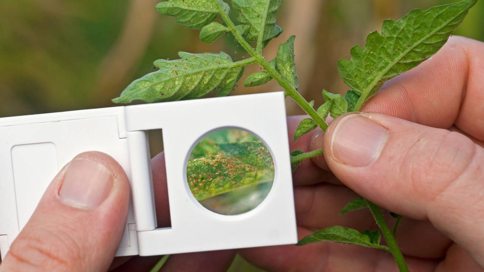 5 Ways to Protect Your Plants From Spider Mites