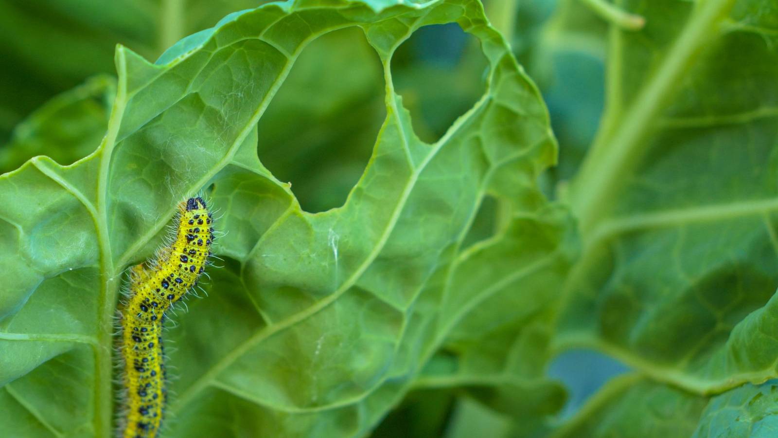 How to Identify and Control Armyworms