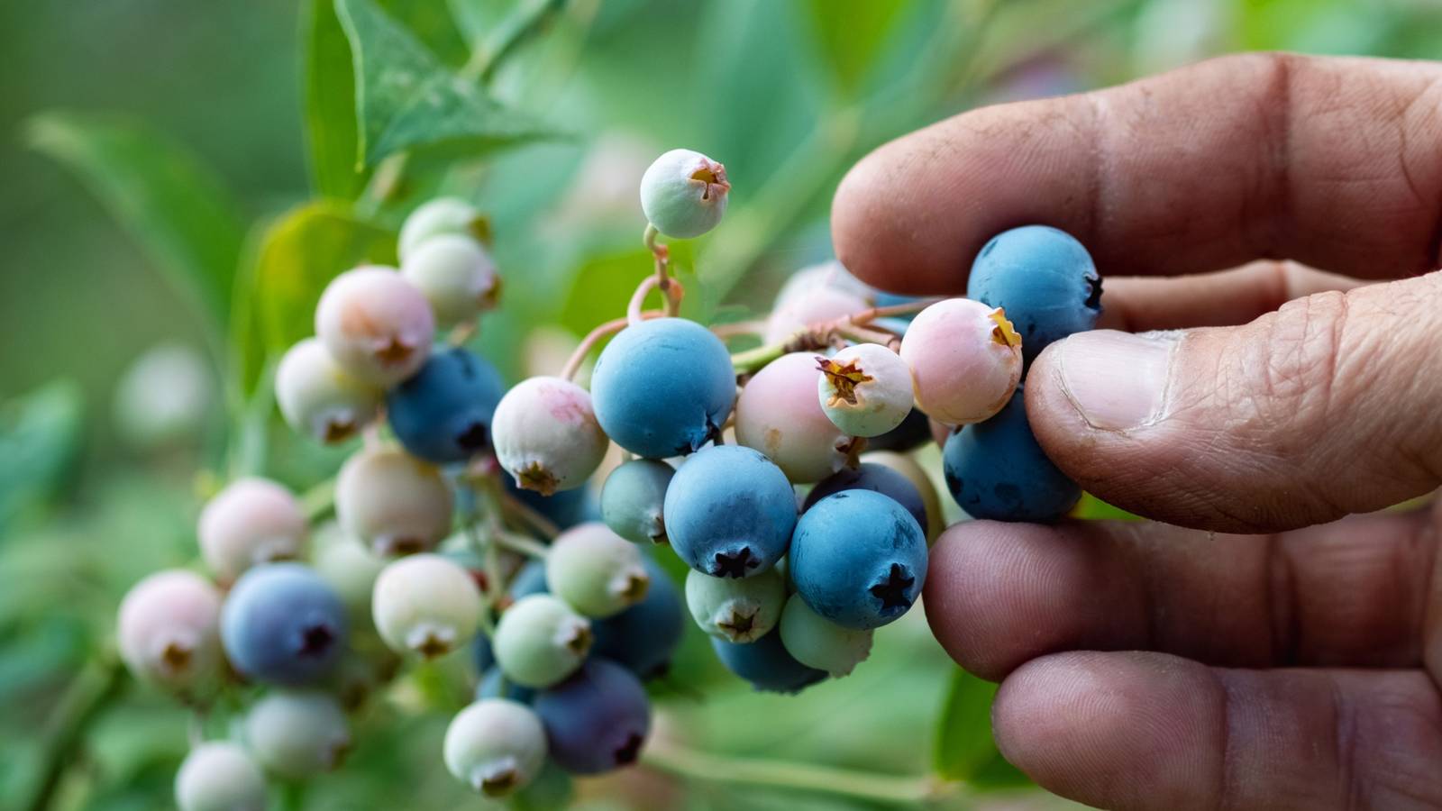 5 Best Fertilizers for Blueberries