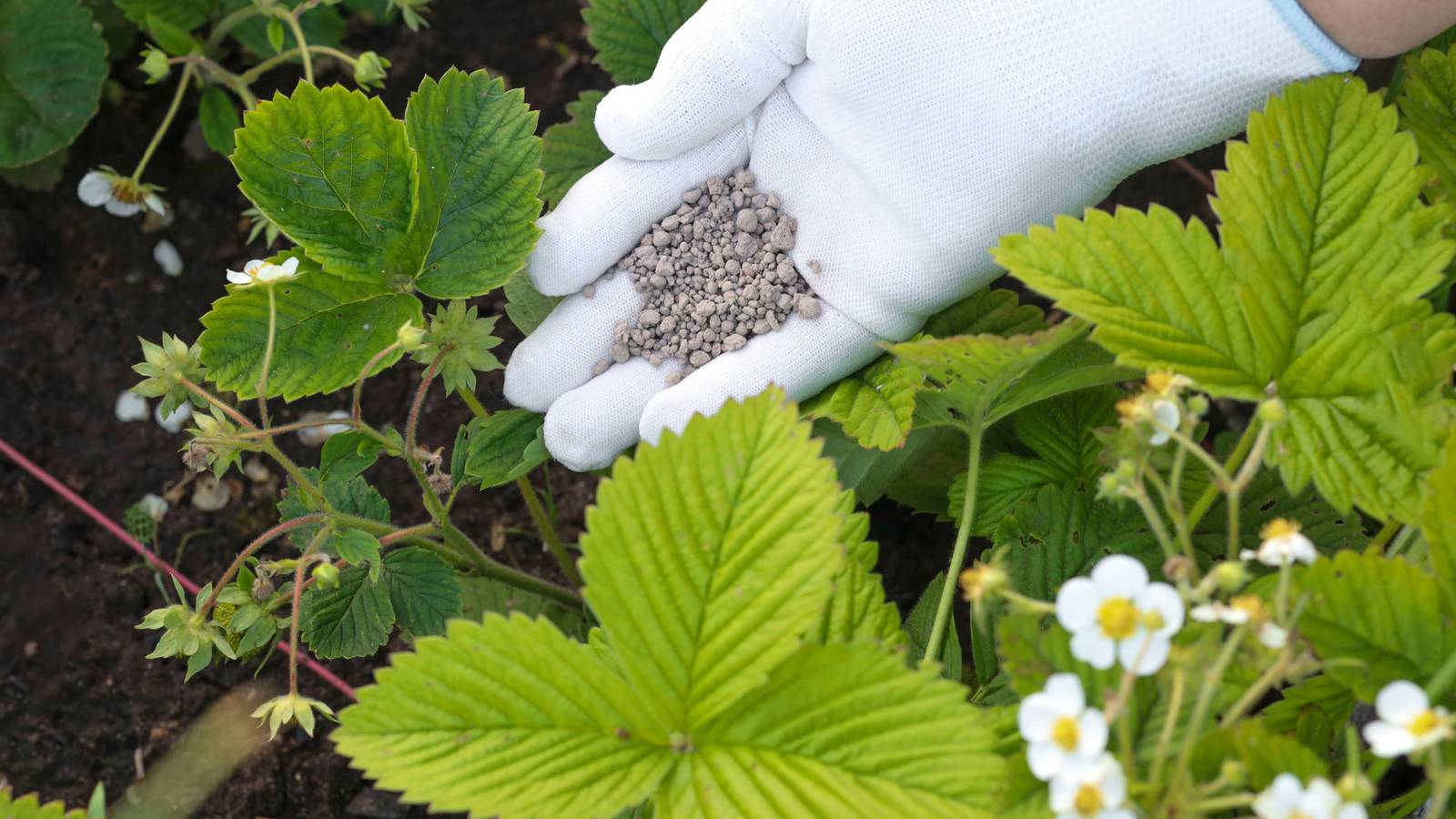 5 Best Fertilizers for Strawberries