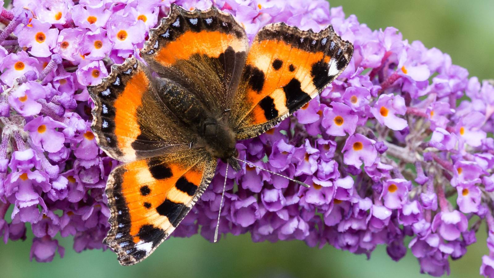 How to Fertilize Your Butterfly Bush