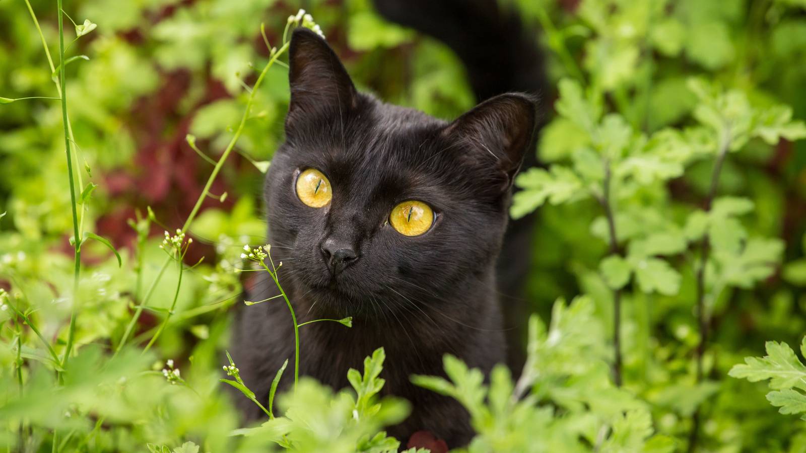 6 Plants That Repel Cats From Your Garden