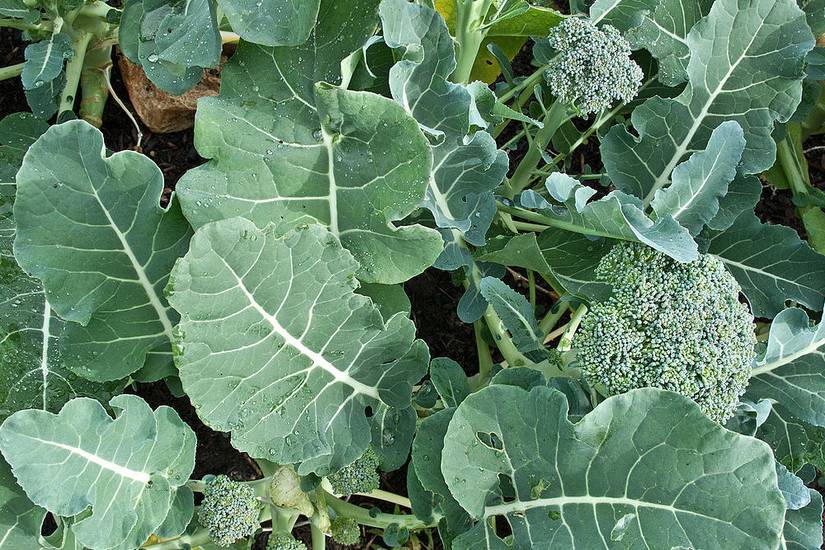 broccoli plants spacing