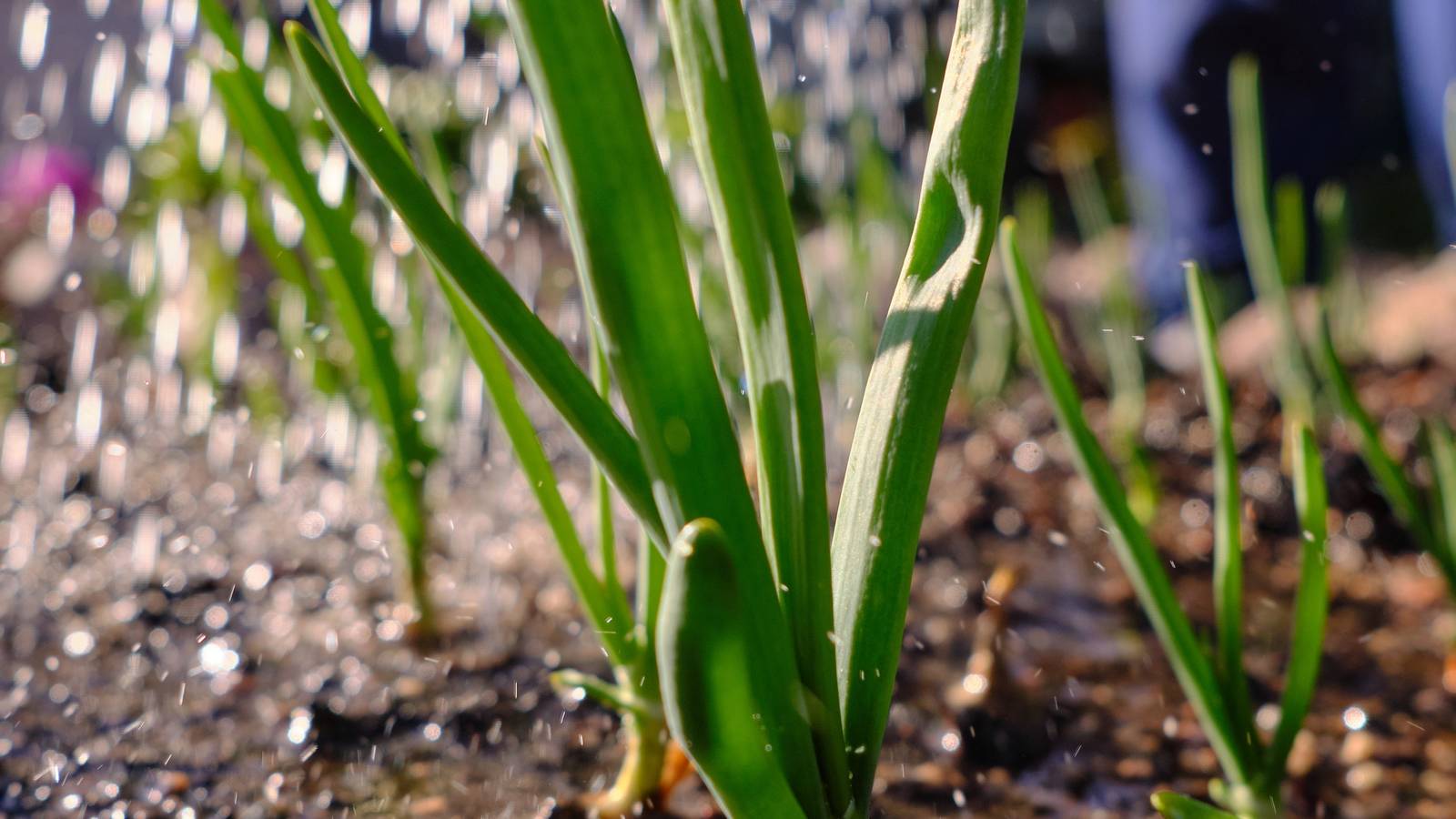 How Often to Water Your Onion Plants