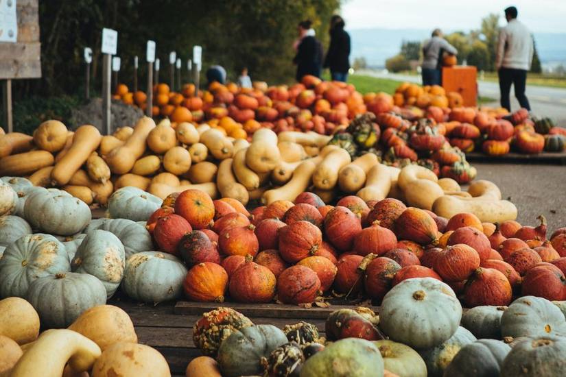 8 Tips for Growing Squash in Raised Beds