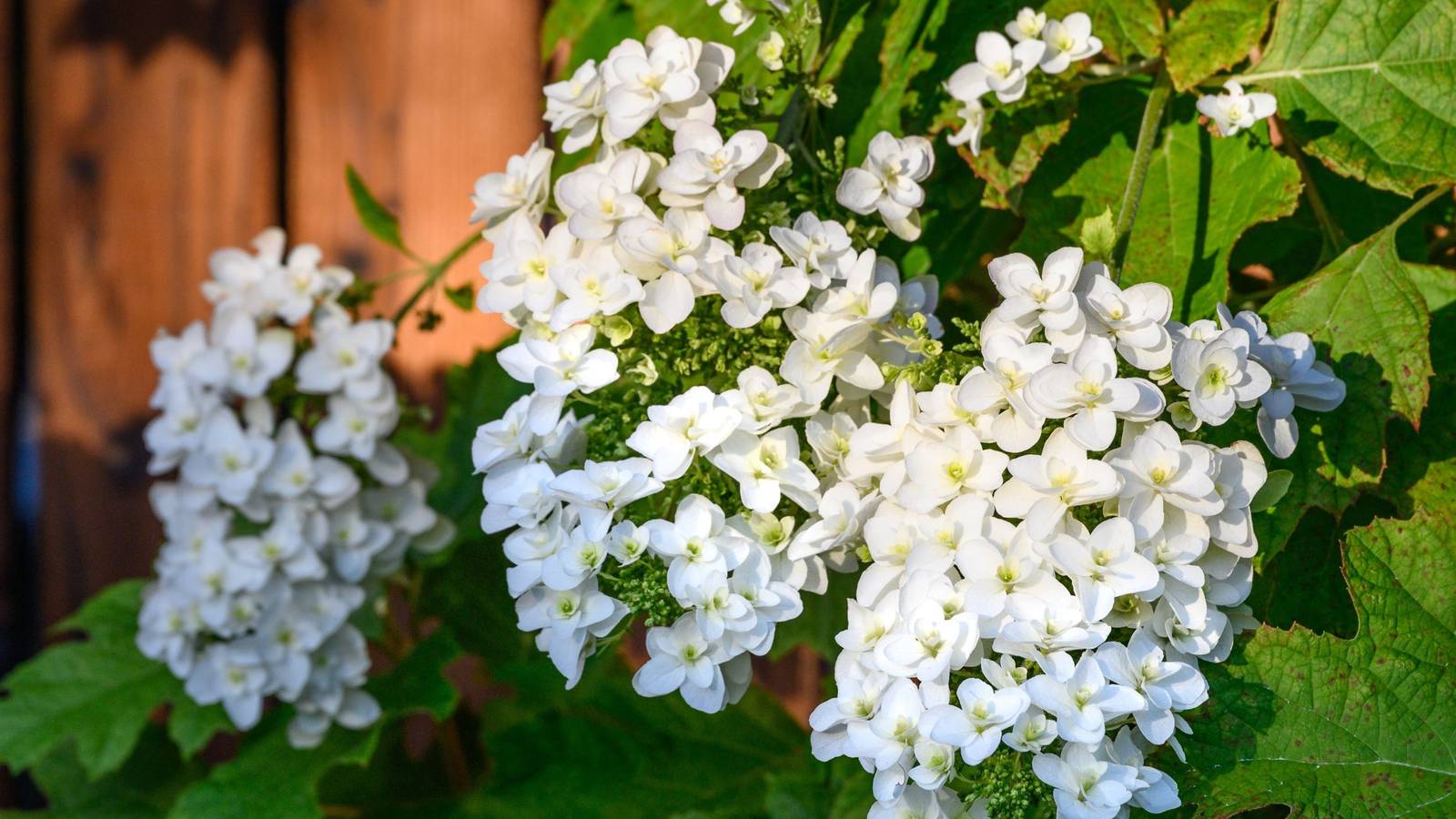 5 Ways to Prevent Powdery Mildew on Your Oakleaf Hydrangea