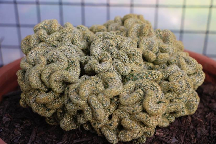 5 Best Creepy Plants For Halloween