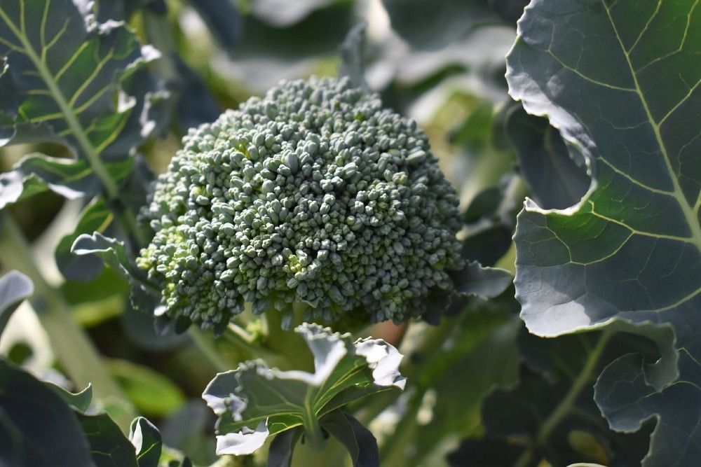 How to Harvest Broccoli