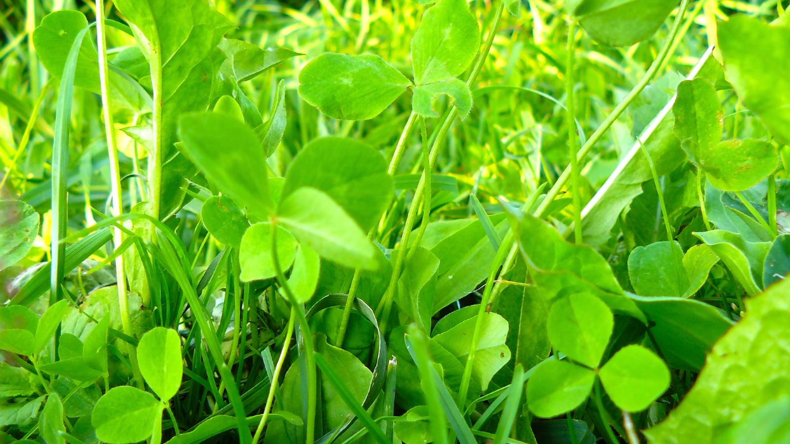 The Best Time to Plant a Clover Lawn