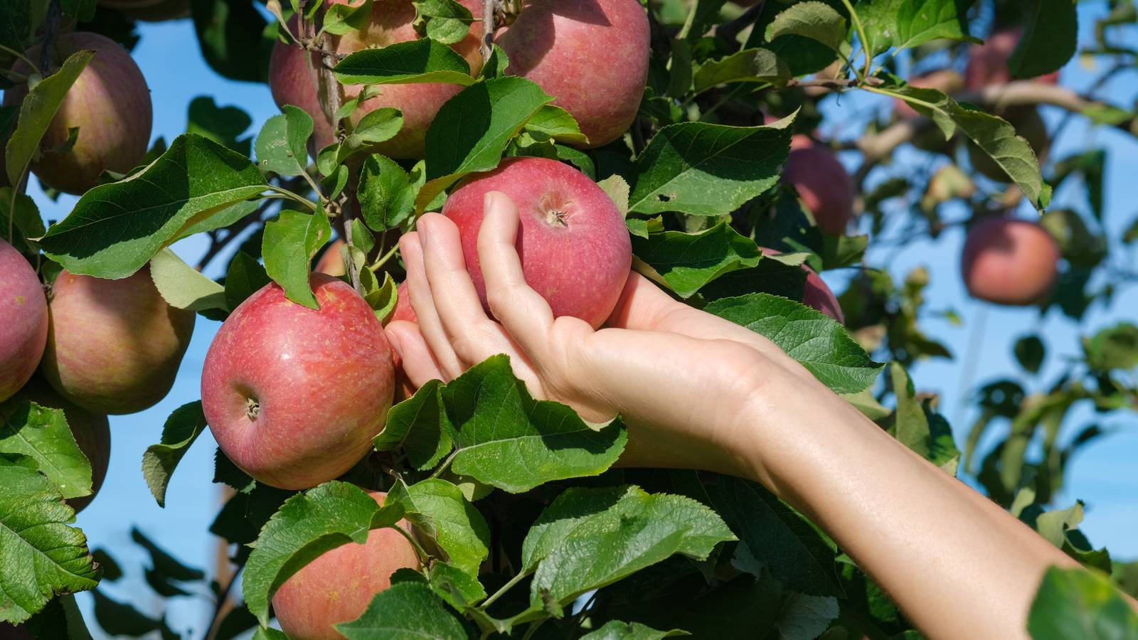 When and How to Harvest Apples